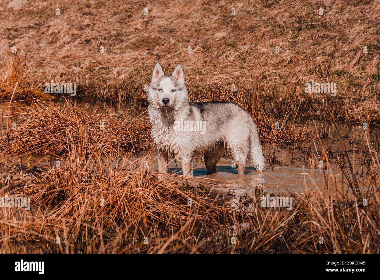 Portrait a wet wolf hi-res stock photography and images - Alamy