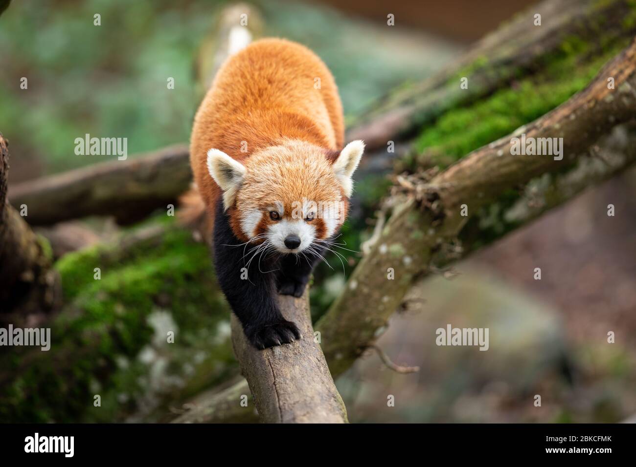 Panda walking side view hi-res stock photography and images - Alamy