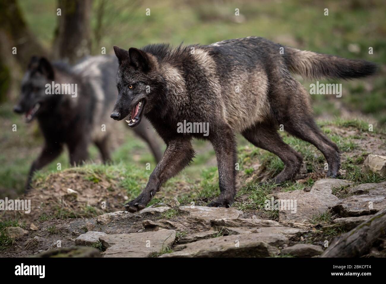 Timberwolf running in the forest Stock Photo - Alamy