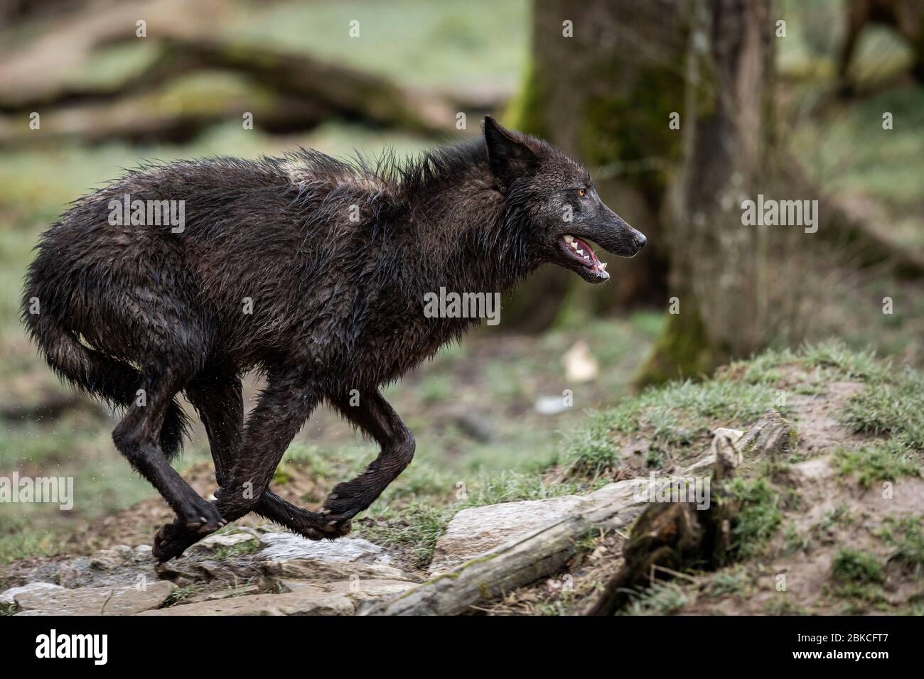 Timberwolf running in the forest Stock Photo - Alamy