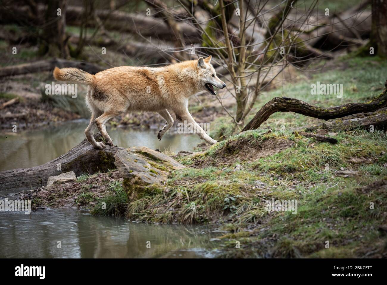 Timberwolf running in the forest Stock Photo - Alamy