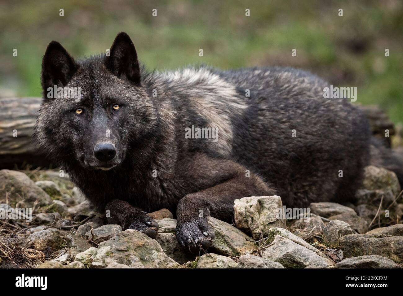 Timberwolf canada hi-res stock photography and images - Alamy