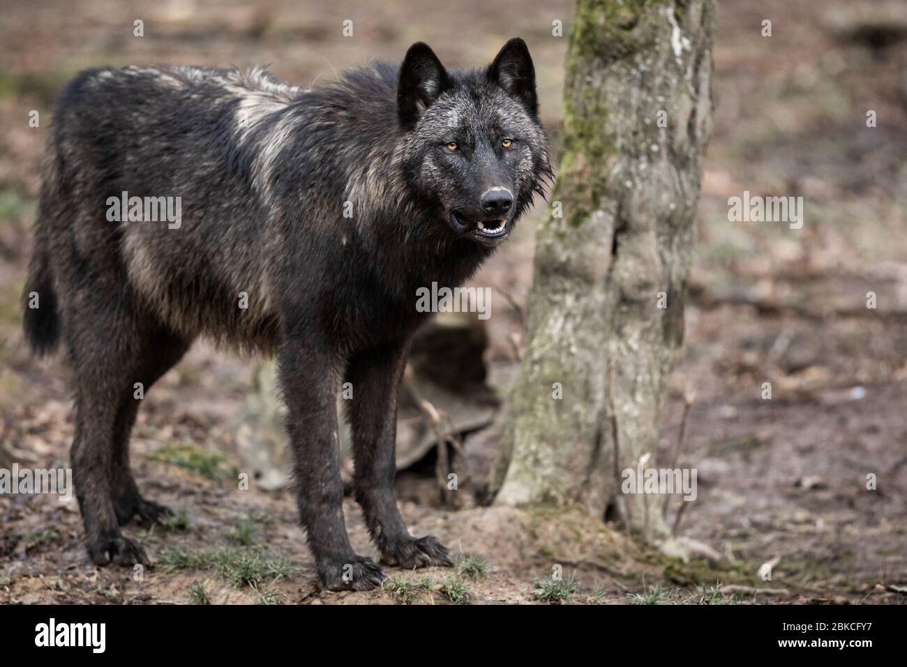Timberwolf in the forest Stock Photo - Alamy