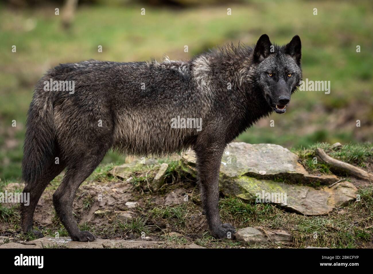 Timberwolf canis lupus lycaon hi-res stock photography and images - Alamy