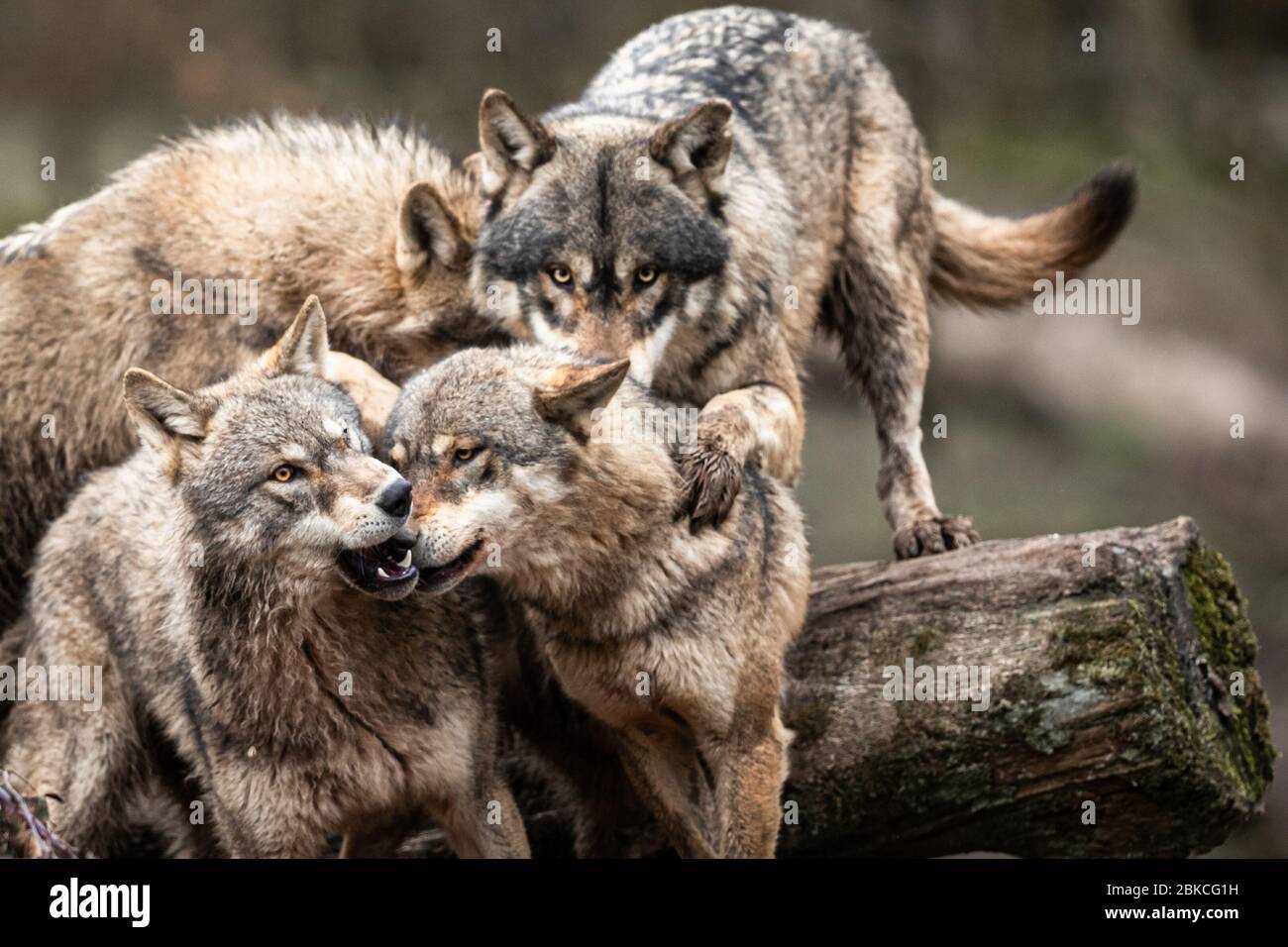 Wolf Pack High Resolution Stock Photography and Images - Alamy