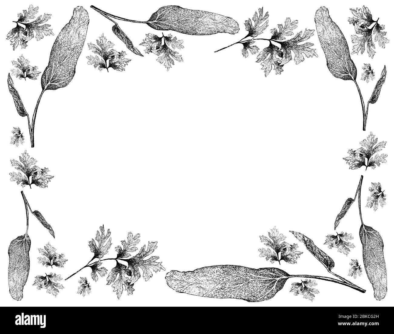 Herbal Plants, Hand Drawn Illustration of Chervil or French Parsley ...