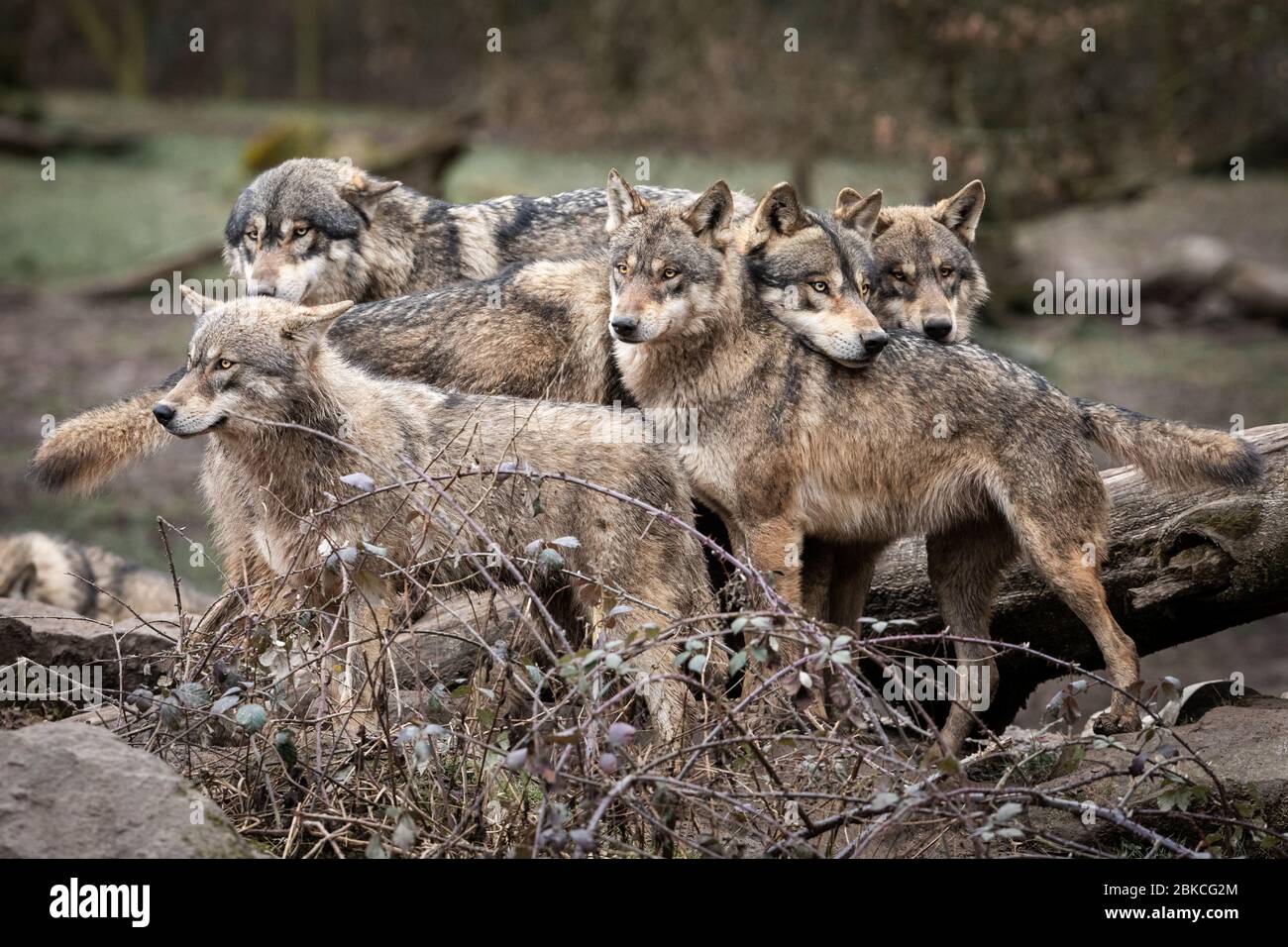 Family of grey wolf in the forest Stock Photo - Alamy