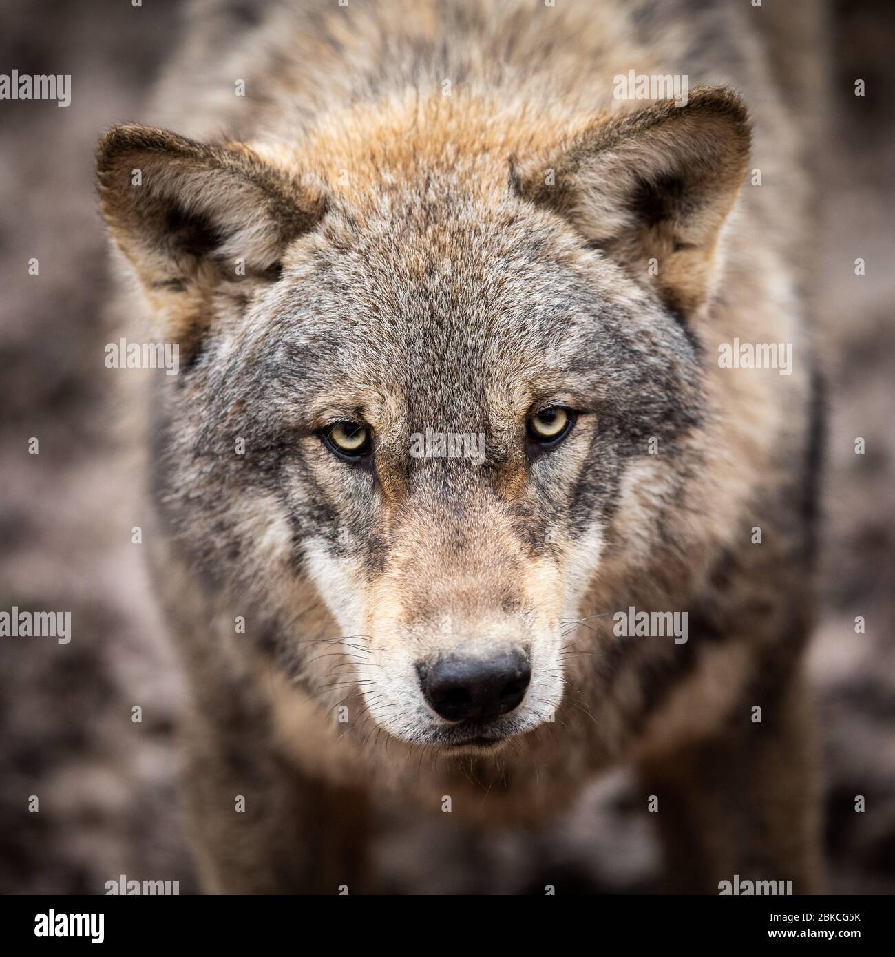 Portrait of grey wolf in the forest Stock Photo - Alamy
