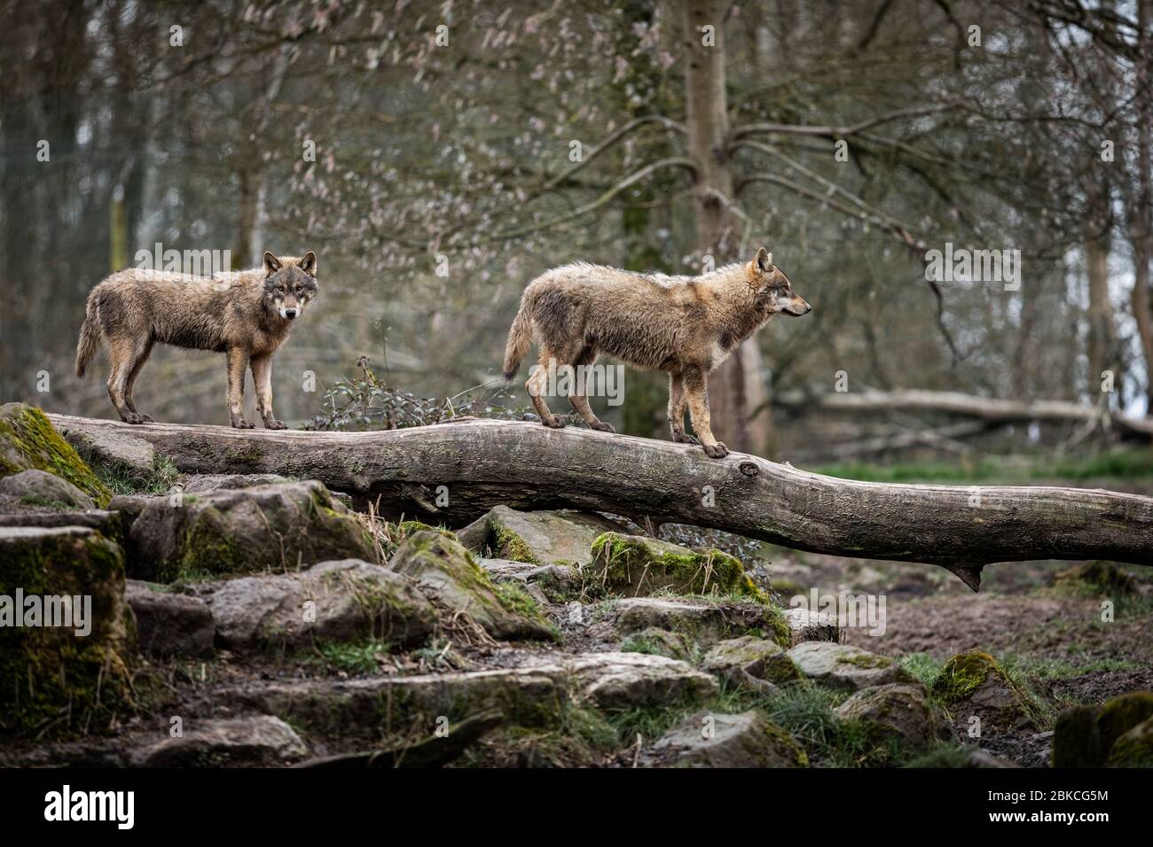 Grey wolf on the tree Stock Photo - Alamy