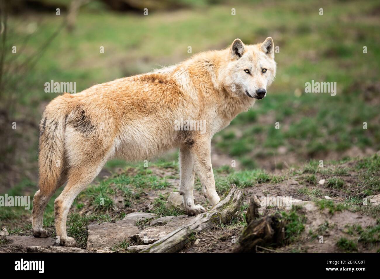Timberwolf canada hi-res stock photography and images - Alamy