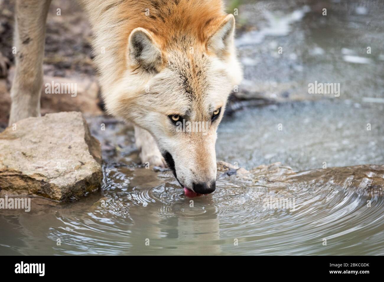 Gray wolf canis lupus wet with water hi-res stock photography and ...