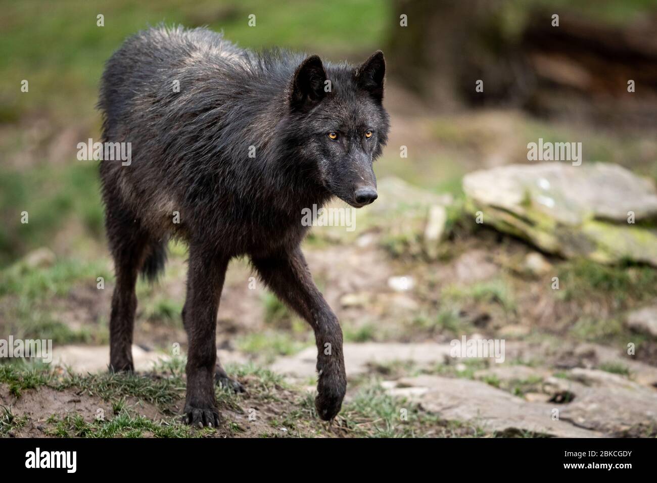 Timberwolf in the forest Stock Photo - Alamy