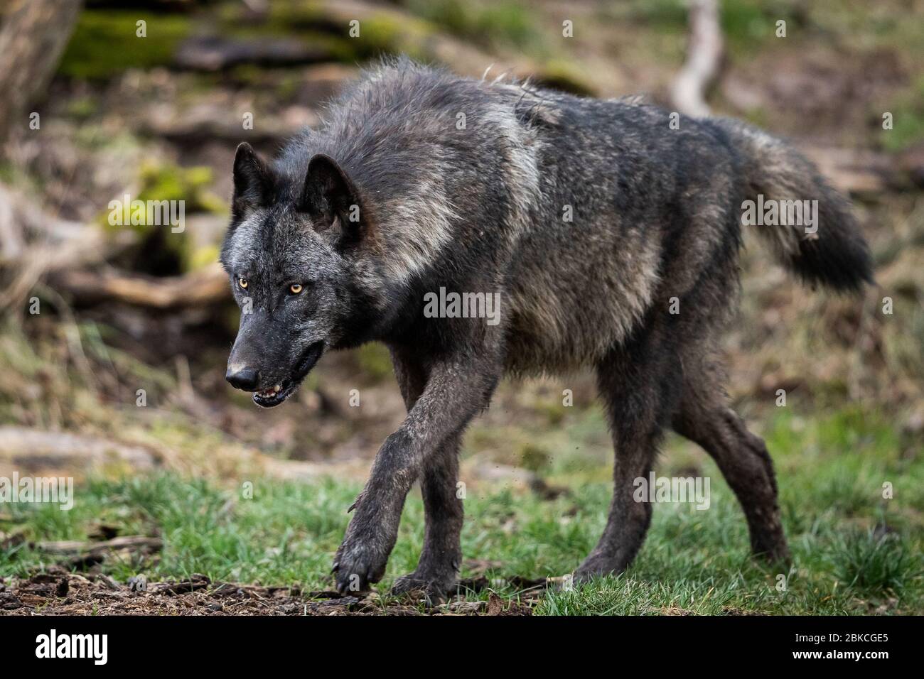 Timberwolf running in the forest Stock Photo - Alamy