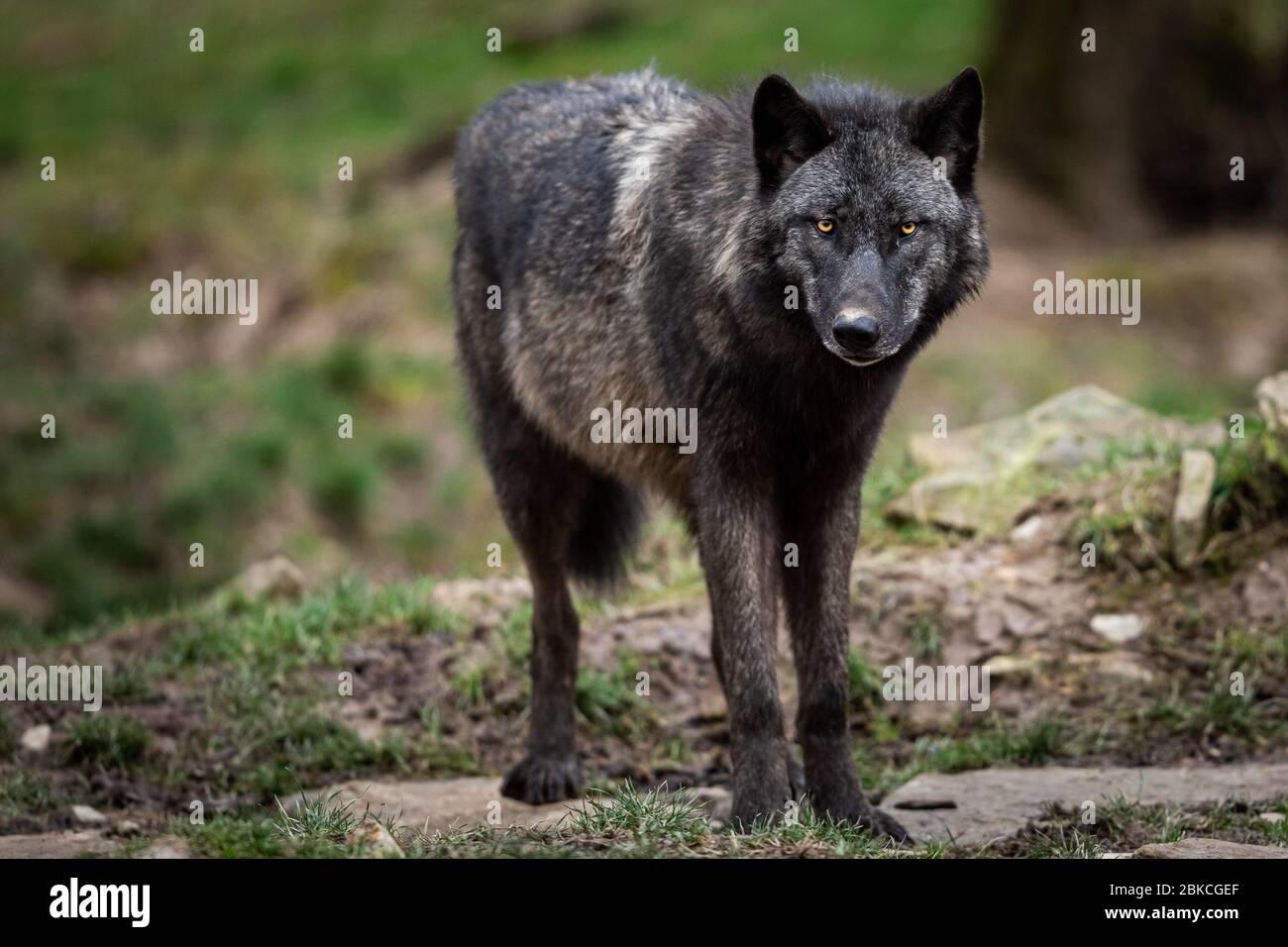 Timberwolf canada hi-res stock photography and images - Alamy