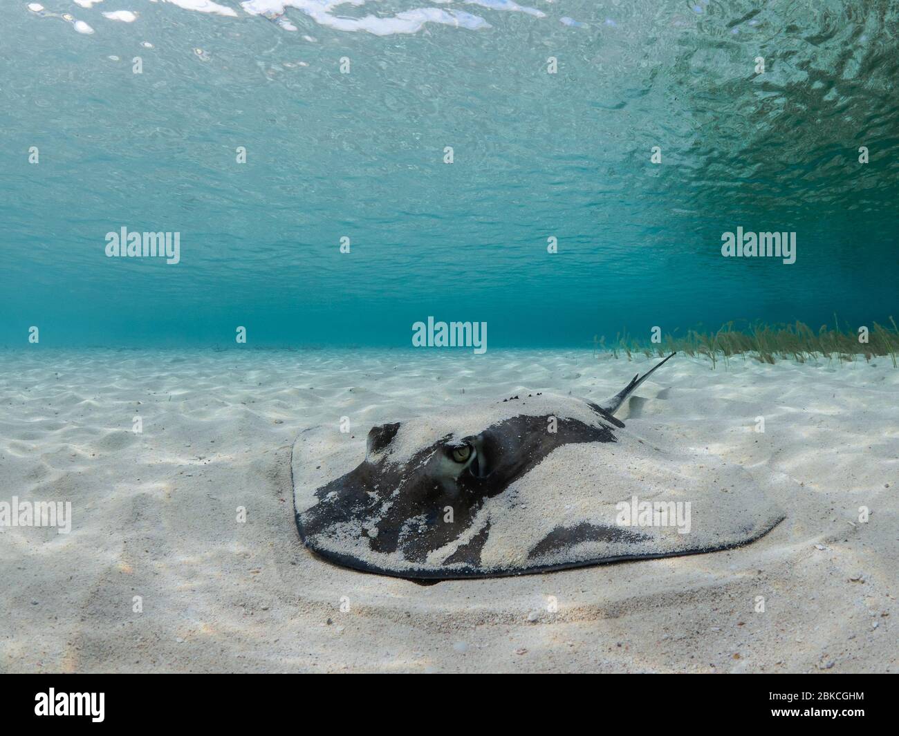 Southern stingray buried in sand Stock Photo - Alamy