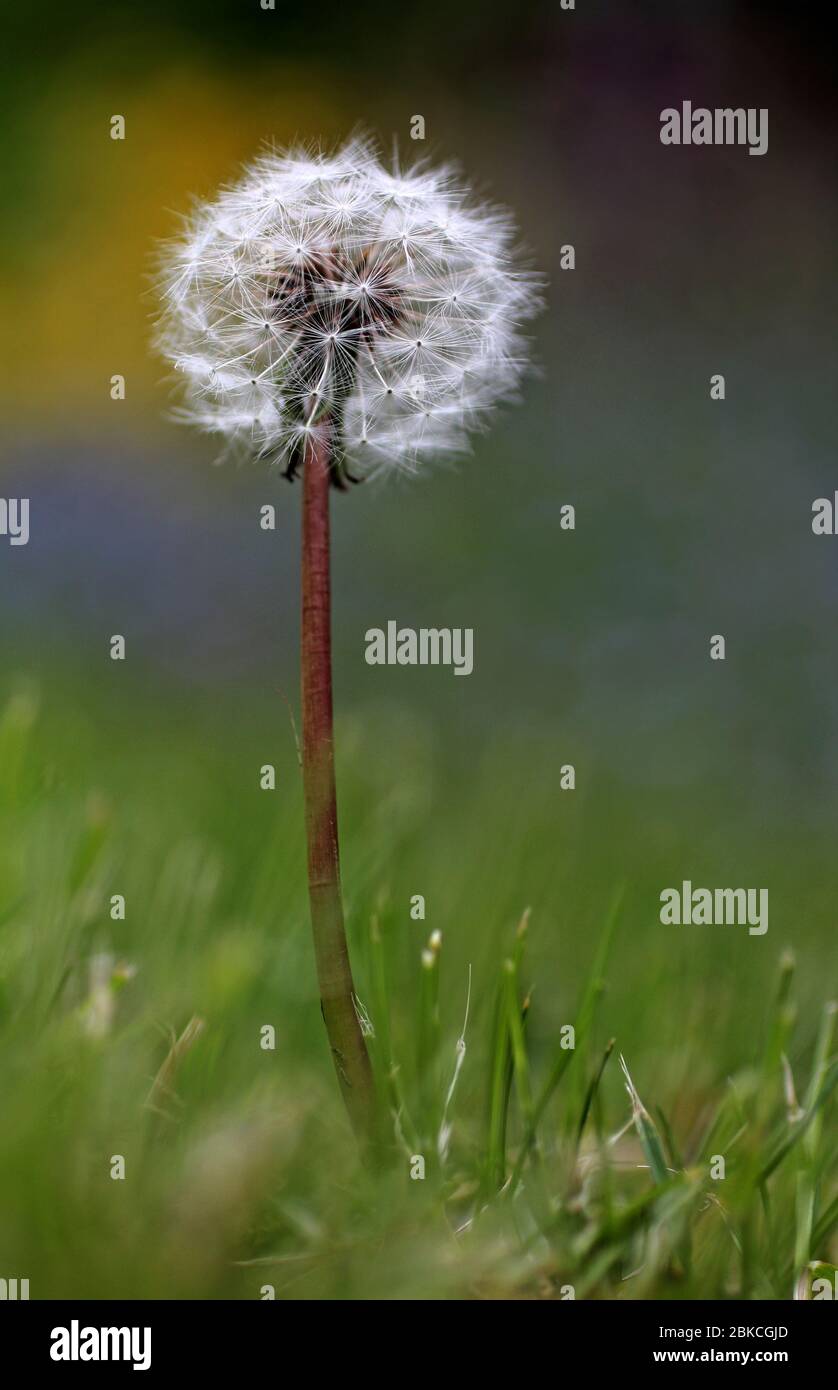 Dandelion growing on the lawn Stock Photo - Alamy