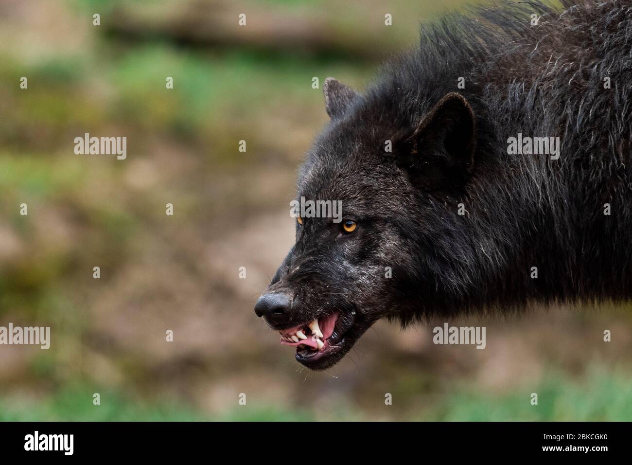 Wolf eyes sinister hi-res stock photography and images - Alamy