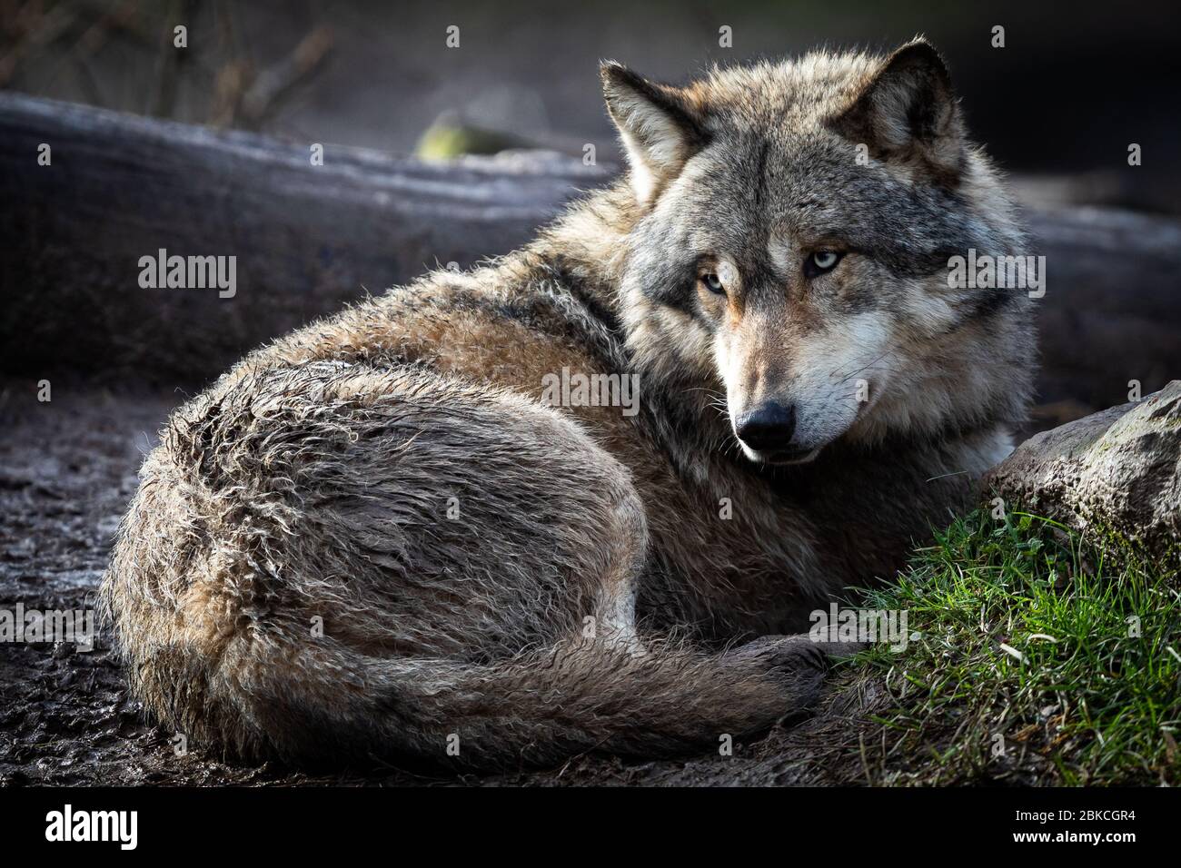 Grey wolf lying in the forest Stock Photo - Alamy