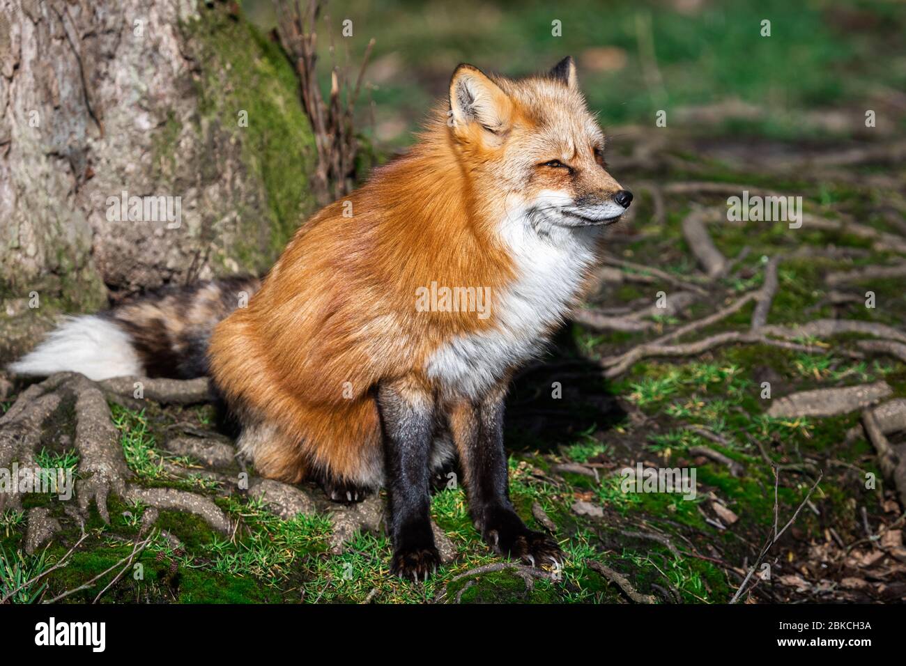 Red fox in the forest Stock Photo - Alamy
