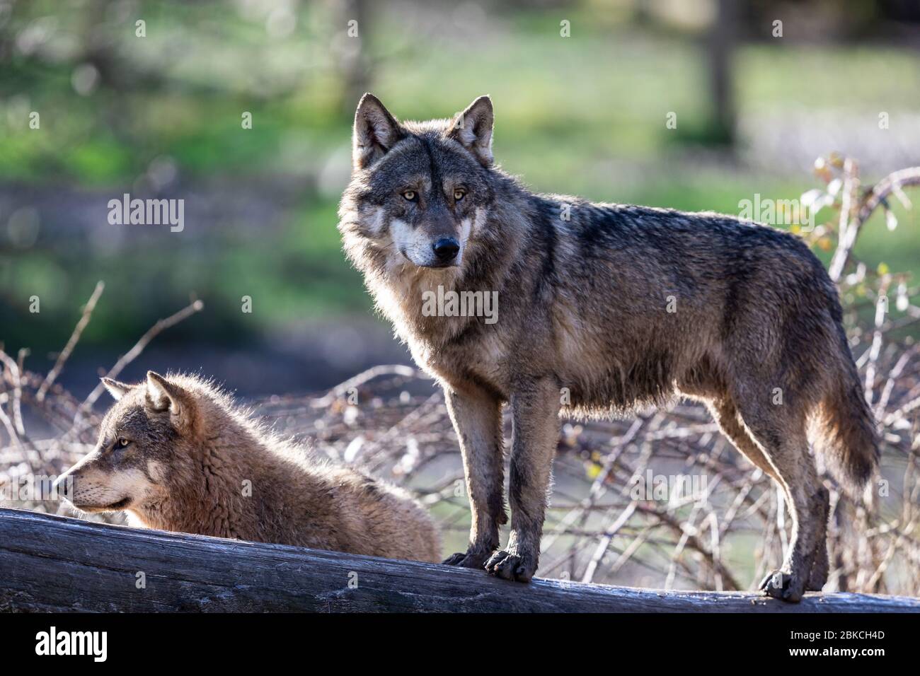Grey wolf in the forest Stock Photo - Alamy
