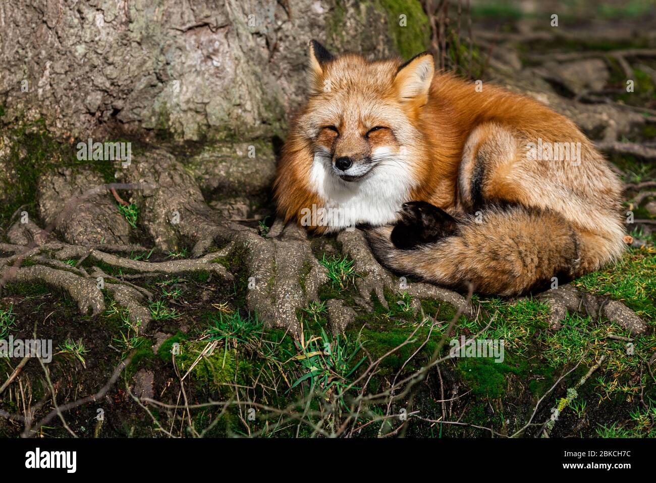 Red fox cartoon illustration hi-res stock photography and images - Alamy