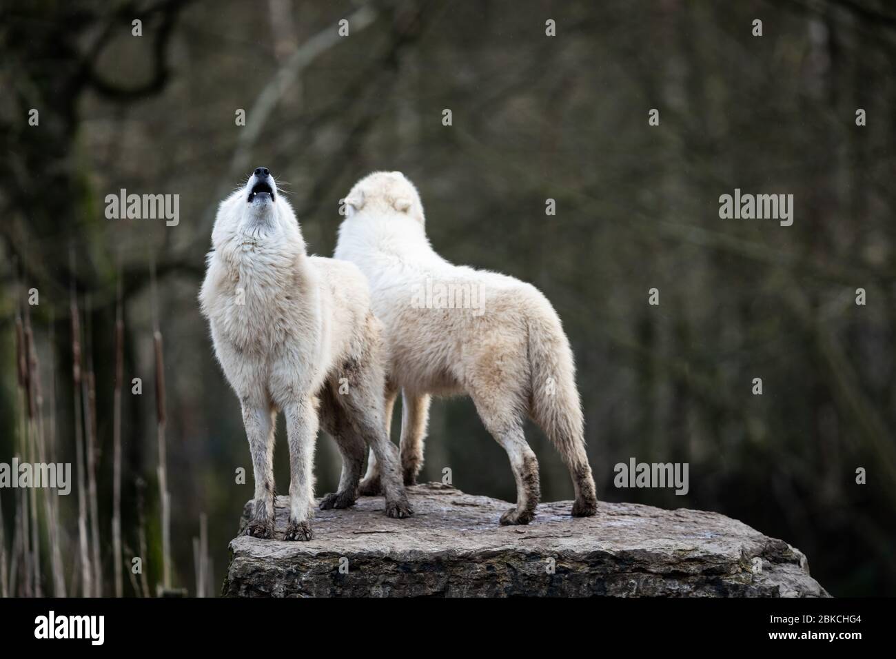 Howling of white wolf in the forest Stock Photo - Alamy