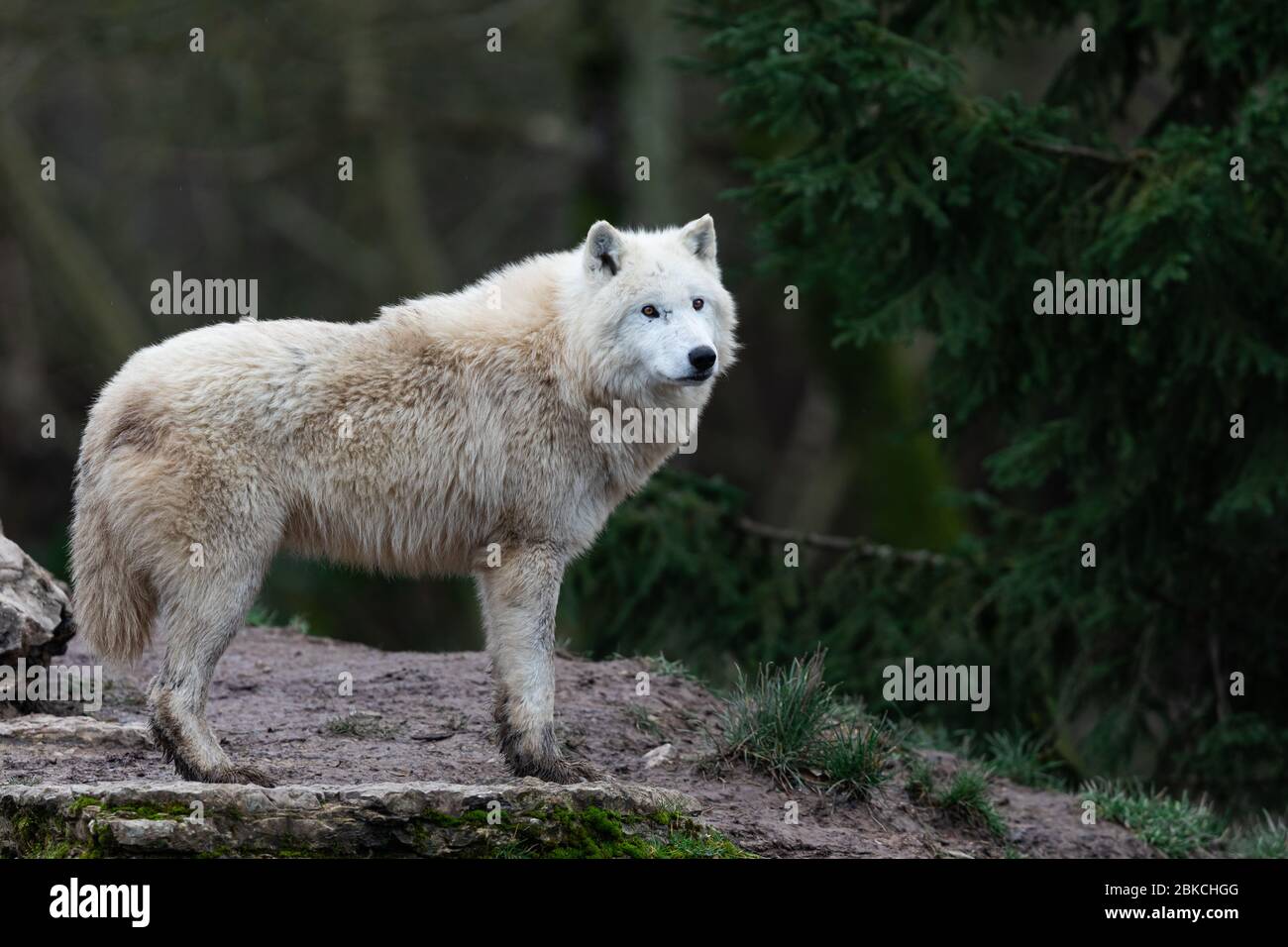 White wolf in the forest Stock Photo - Alamy