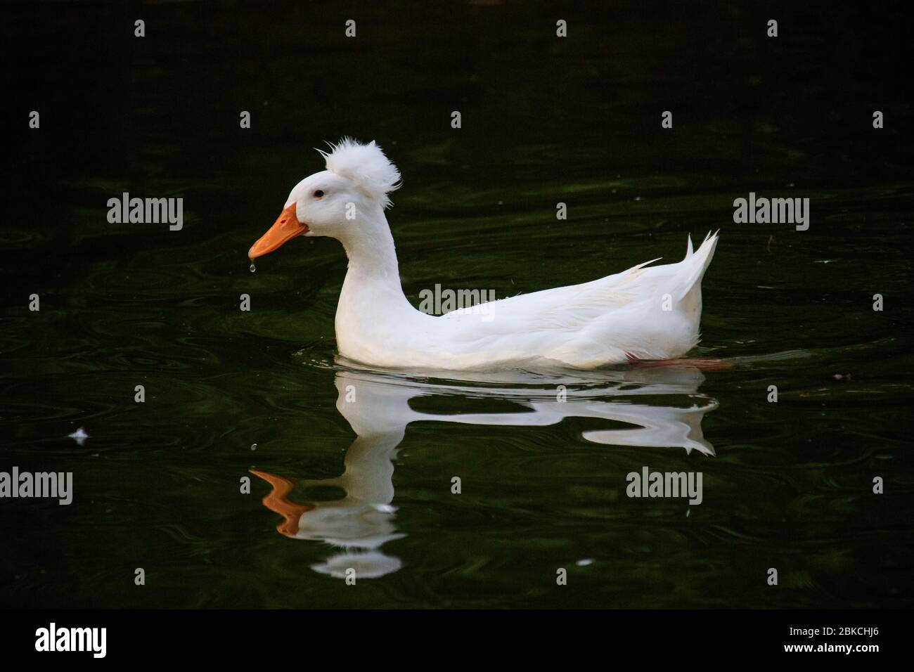 Tufted roman goose hi-res stock photography and images - Alamy
