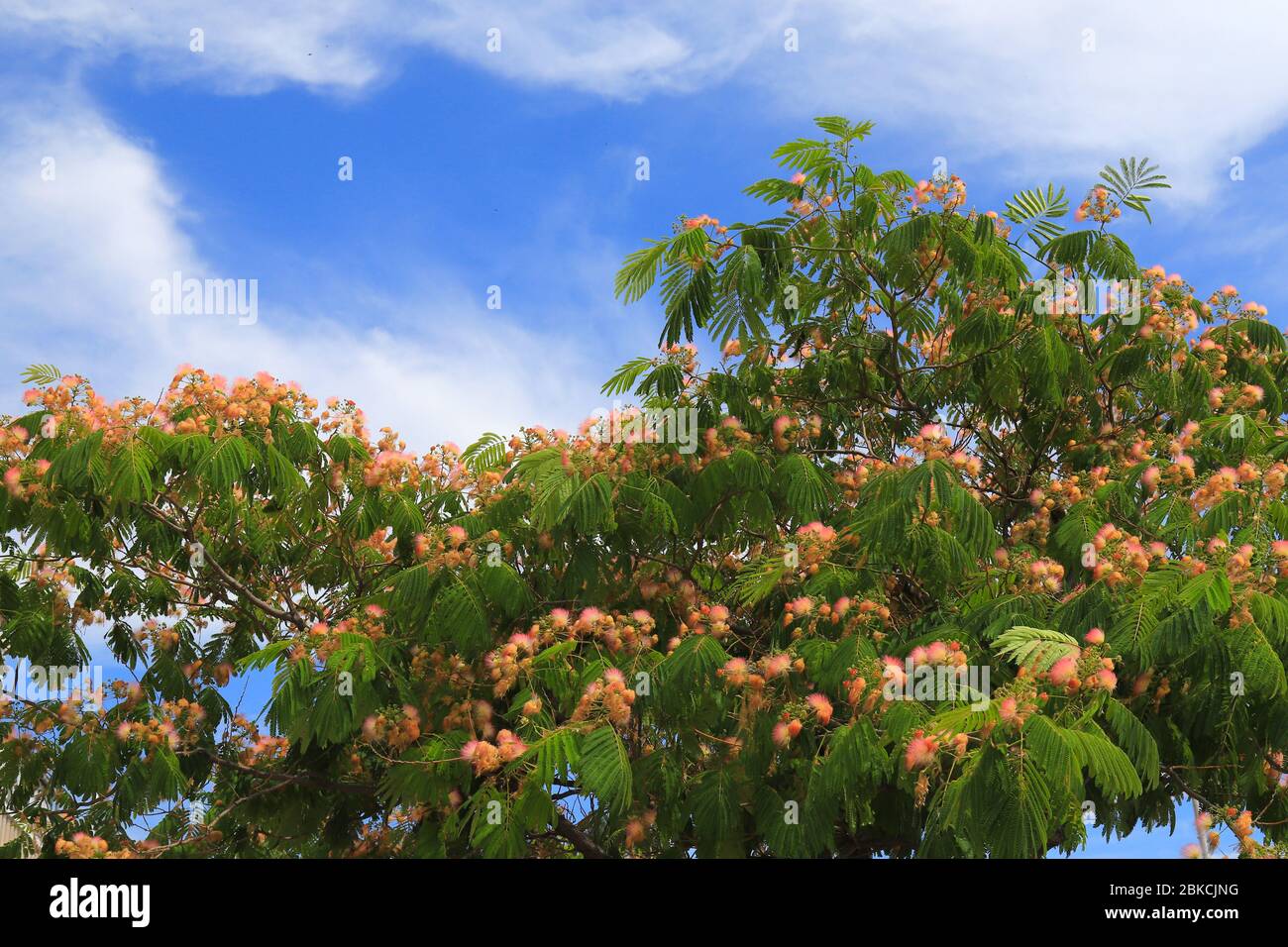 Delicate decorative pink tree Albicia Lankaran blooms in resort town in ...