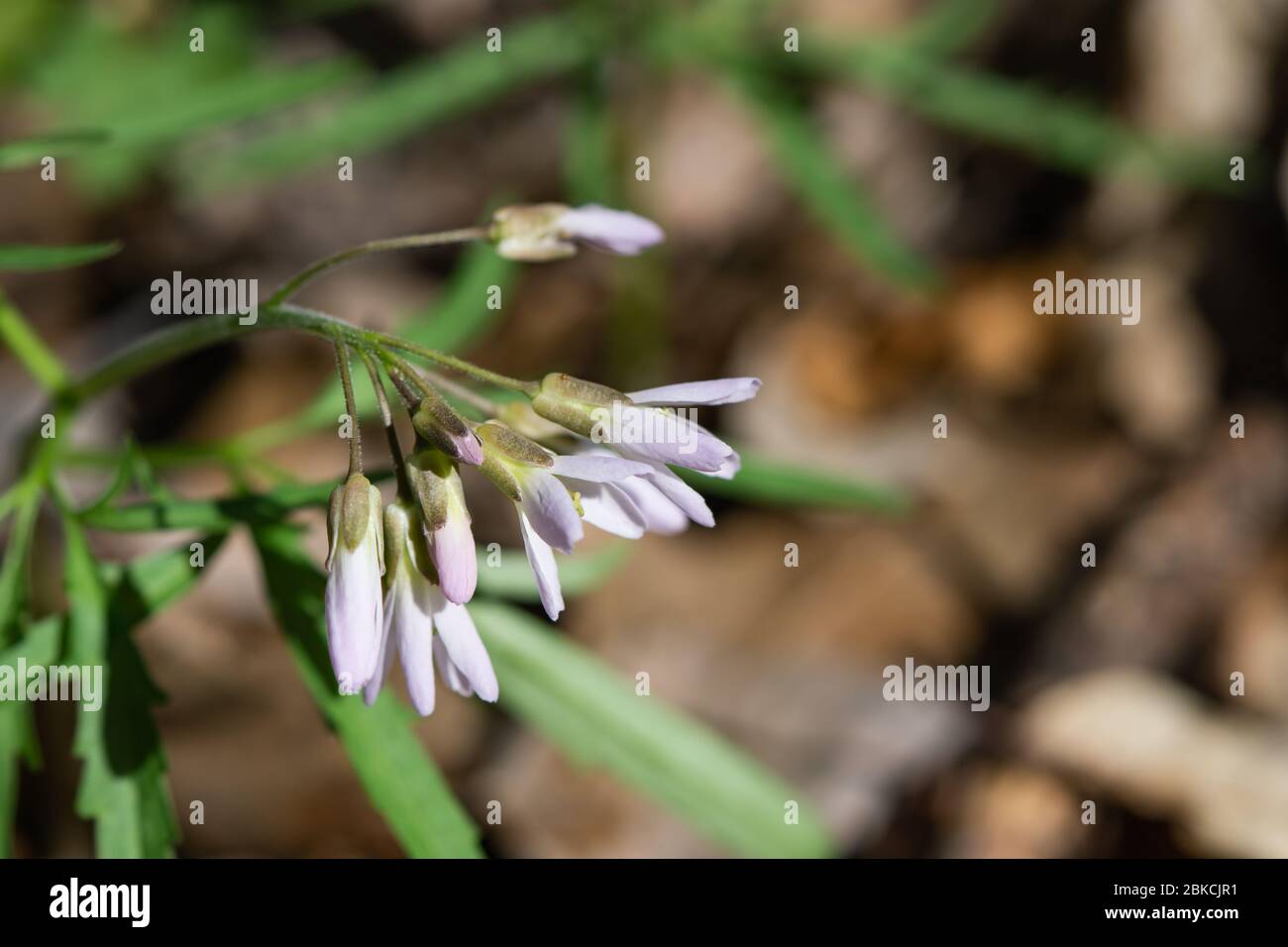 Cut Leaved Toothwort Flowers in Springtime Stock Photo - Alamy