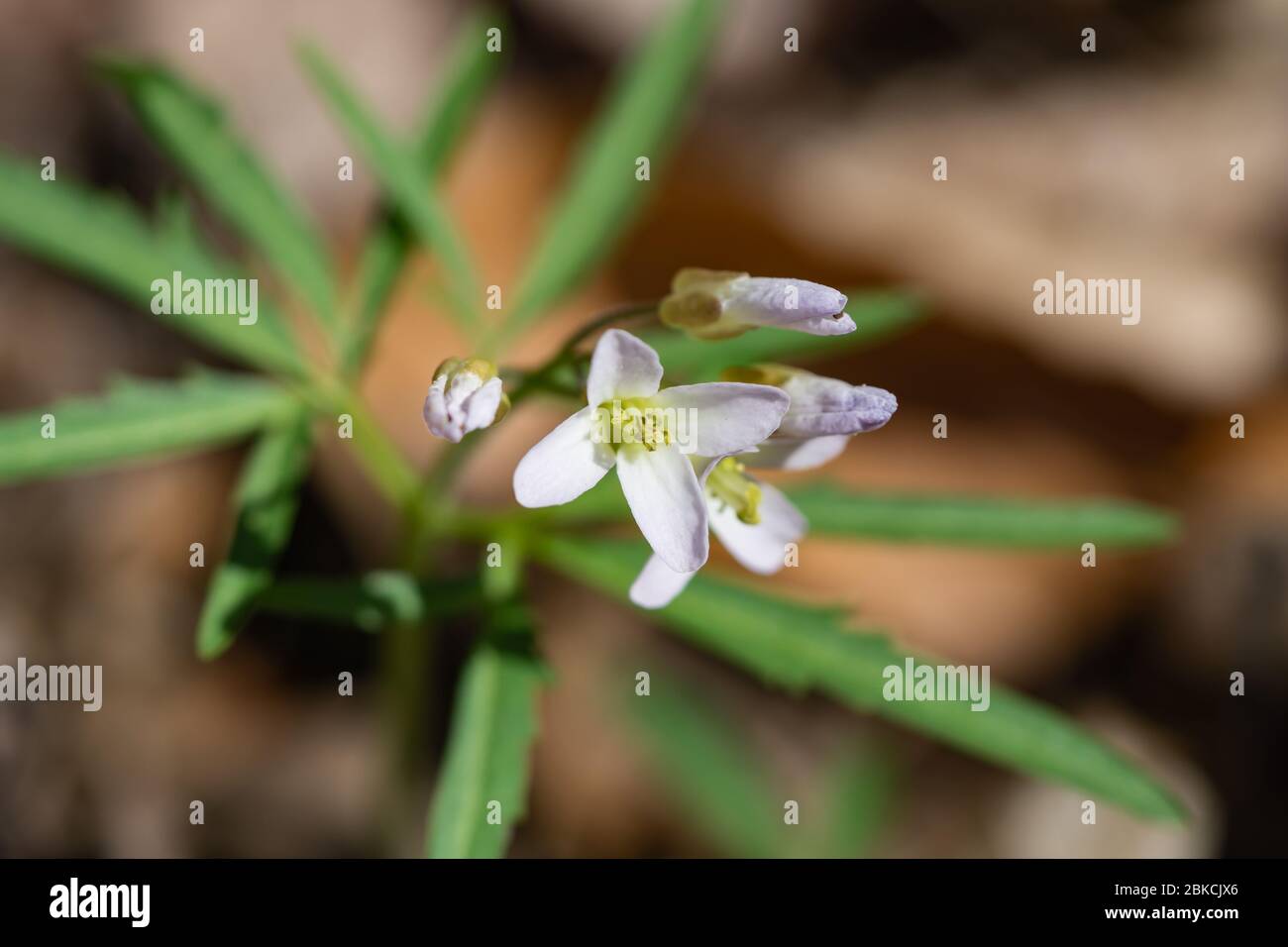 Cut Leaved Toothwort Flowers in Springtime Stock Photo - Alamy