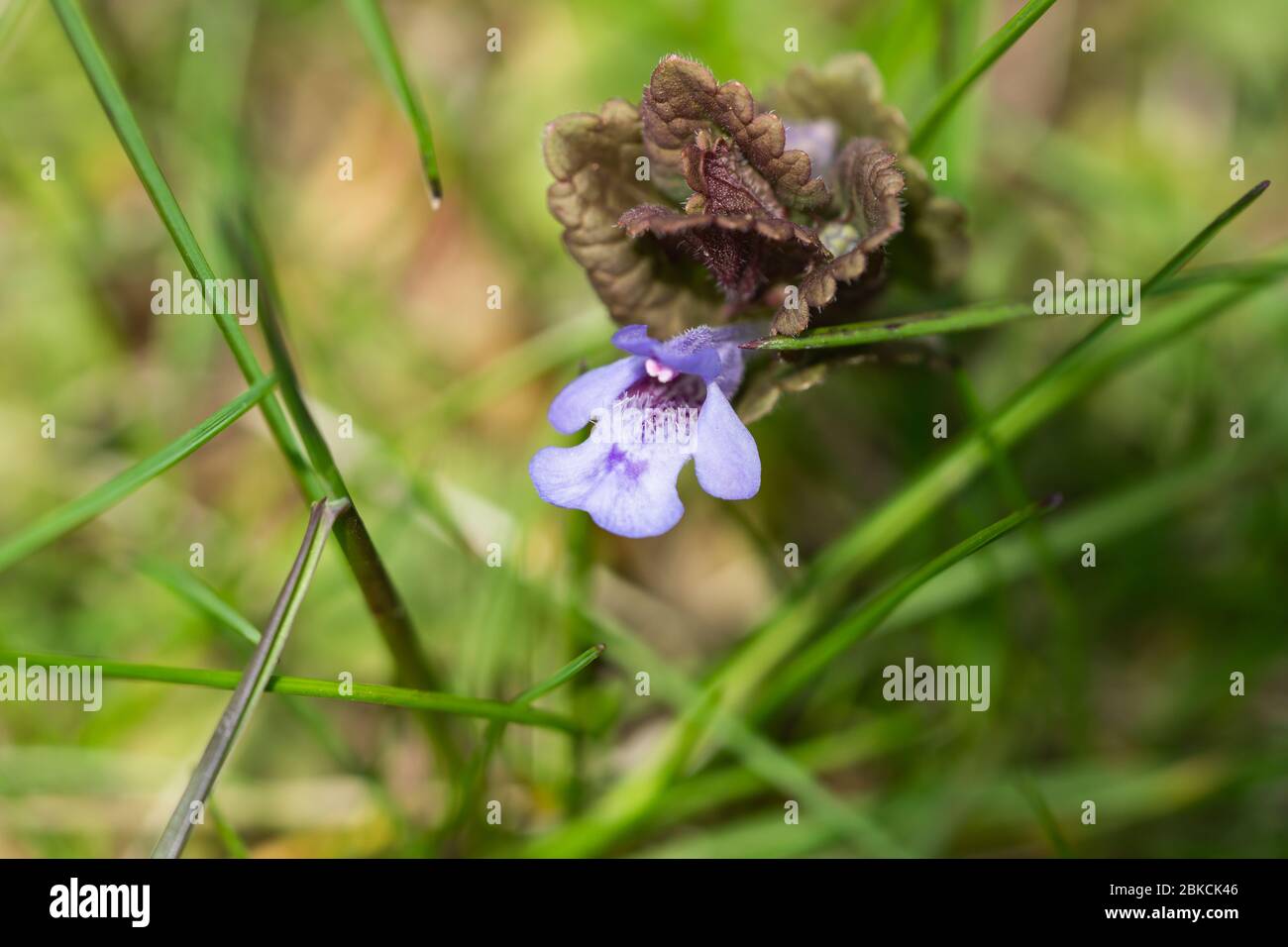 Ground ivy flower hi-res stock photography and images - Alamy