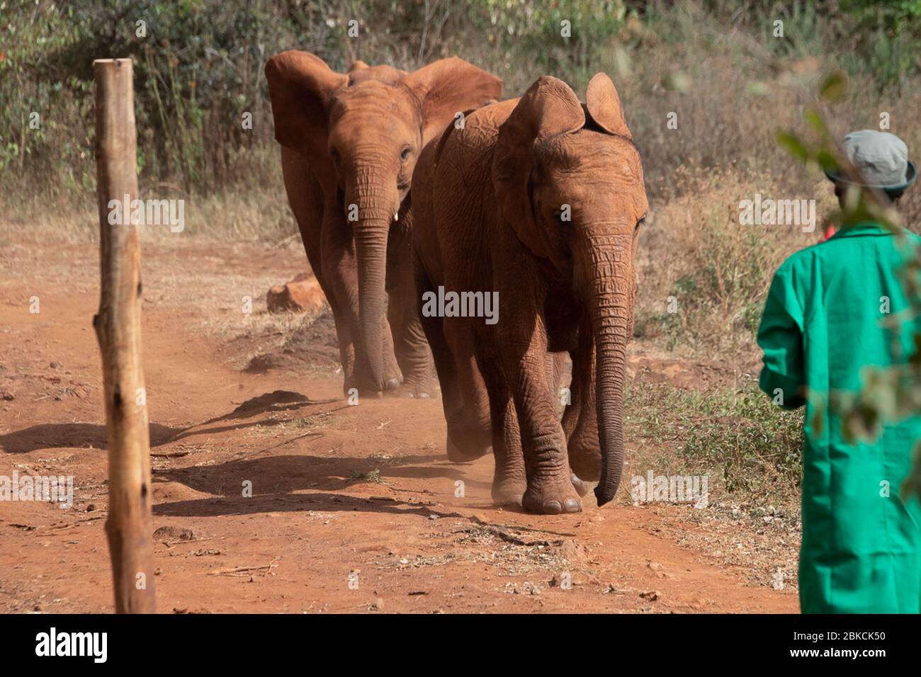 Baby elephants are seen during First Lady Melania Trump’s visit to the ...