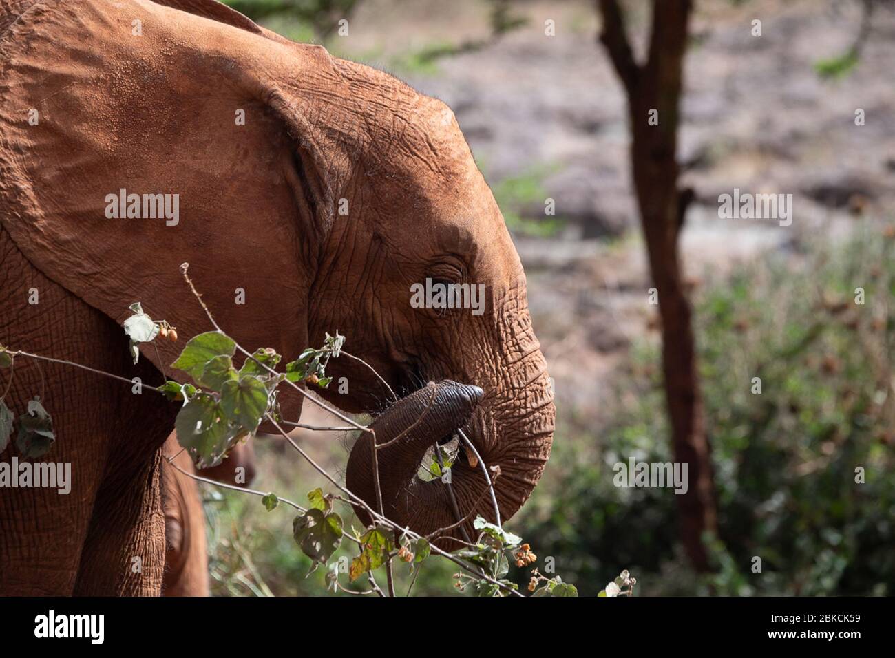 Baby elephants are seen during First Lady Melania Trump’s visit to the ...