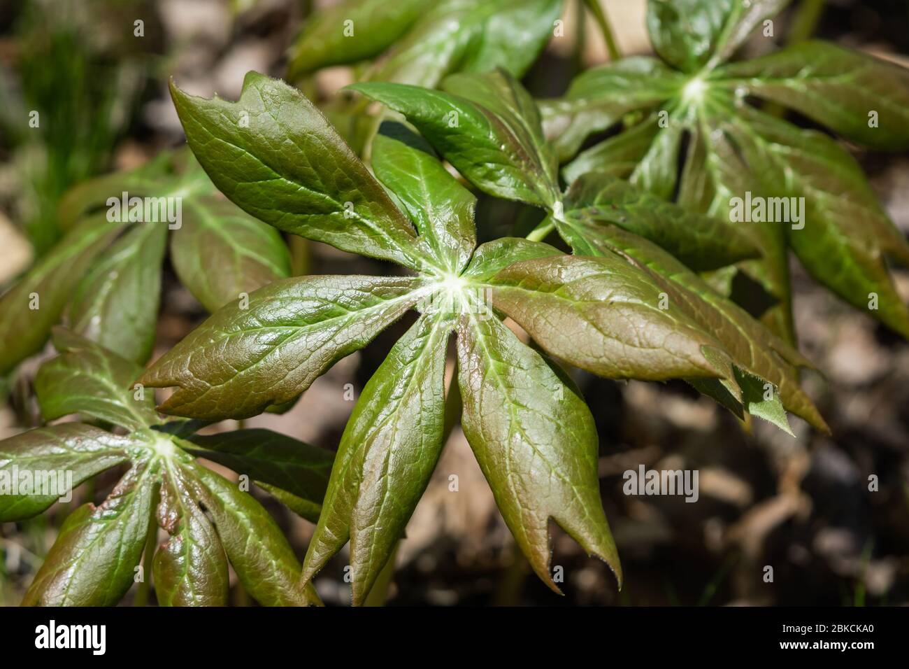 Mayapple leaves hi-res stock photography and images - Alamy