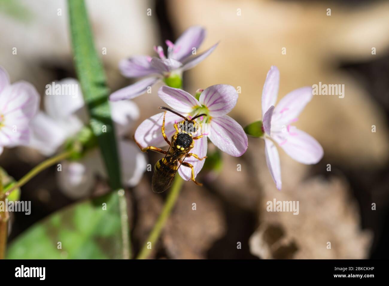 Spring beauty wildflower claytonia virginica hi-res stock photography ...