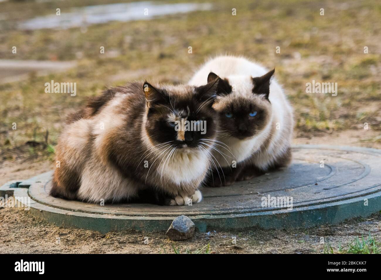Two Siamese street cats are sitting on a sewer hatch. Homeless cats ...