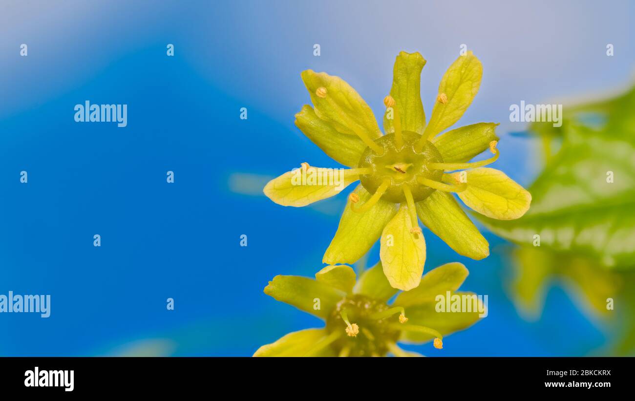 Closeup of yellow maple flower on azure blue sky background with copy ...