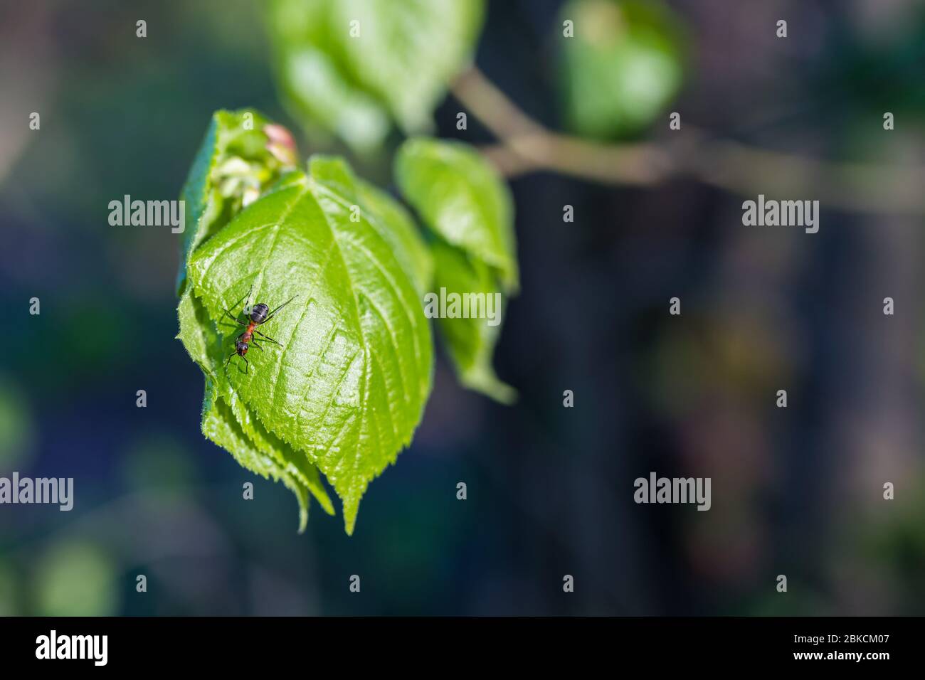 Leaf insect background hi-res stock photography and images - Alamy