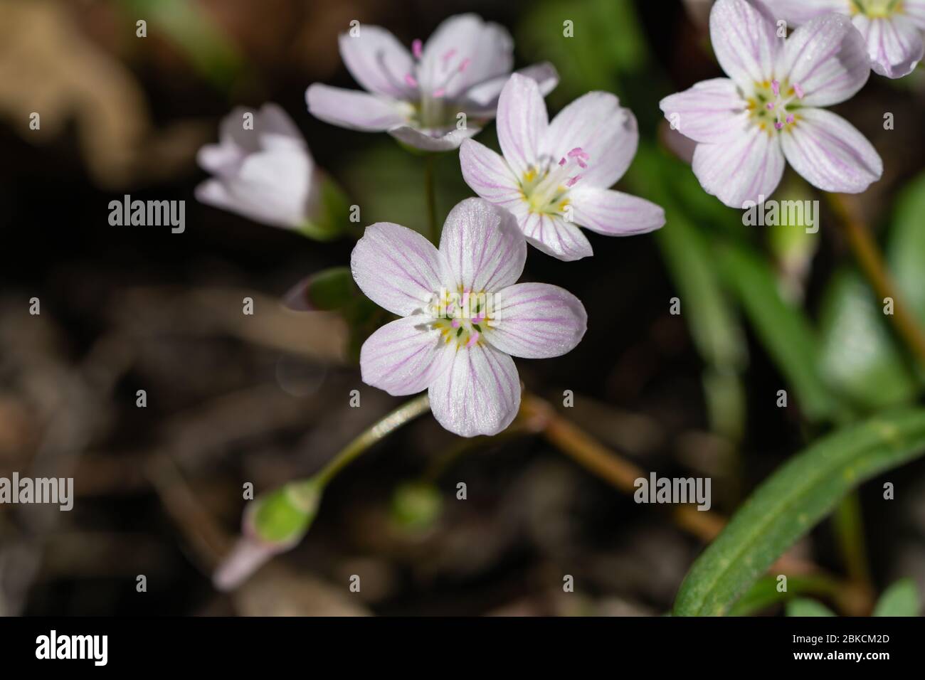 Spring beauty wildflower claytonia virginica hi-res stock photography ...