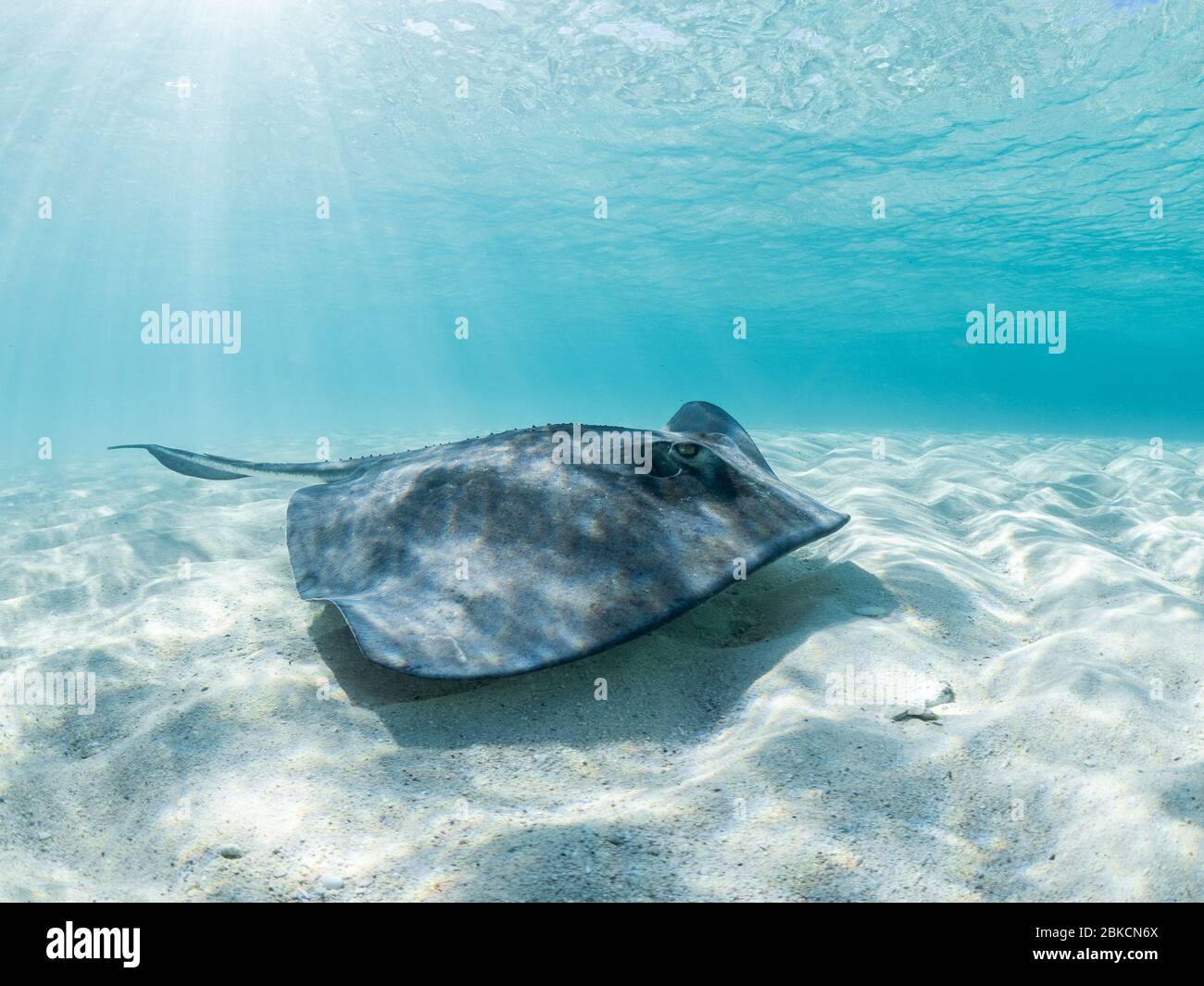 Southern stingray gliding over sand in Bahamas Stock Photo - Alamy