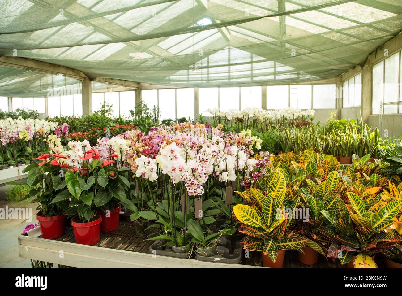 Greenhouse interior orchids hi-res stock photography and images - Alamy