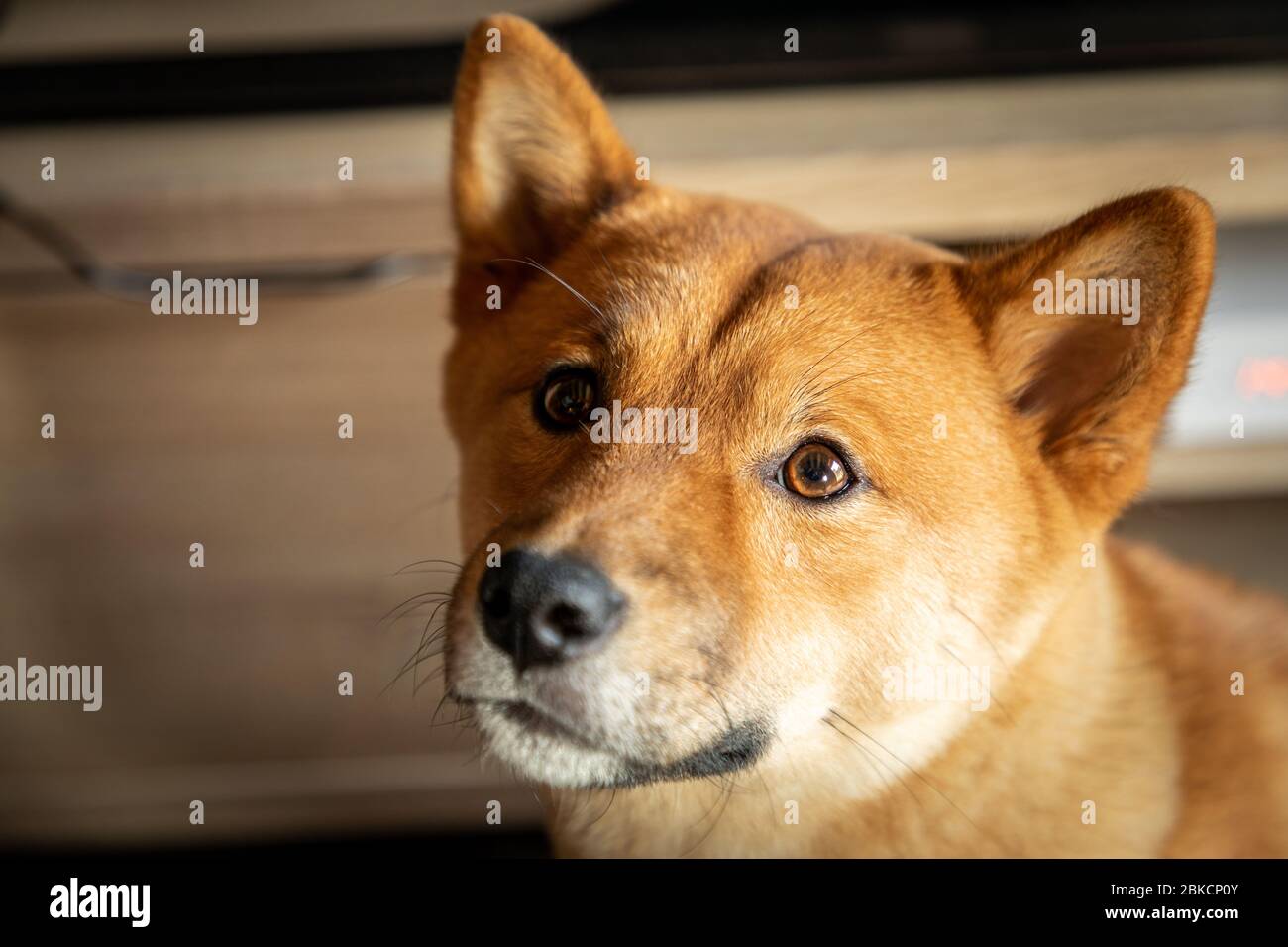 Portrait of a Shiba Inu sleeping in the house, France Stock Photo - Alamy