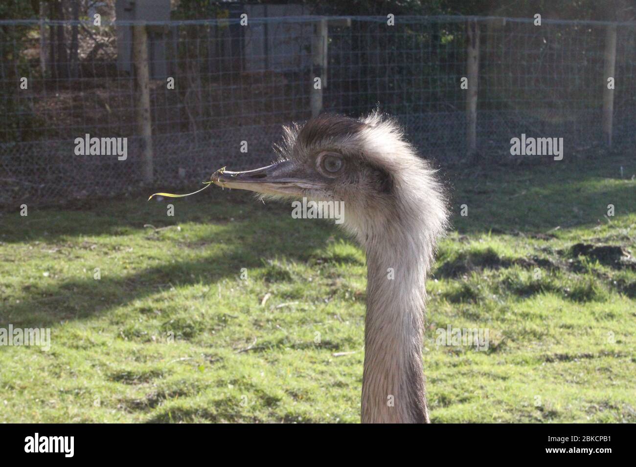 Emu at the Curraghs Wildlife Park - Isle of Man Stock Photo - Alamy