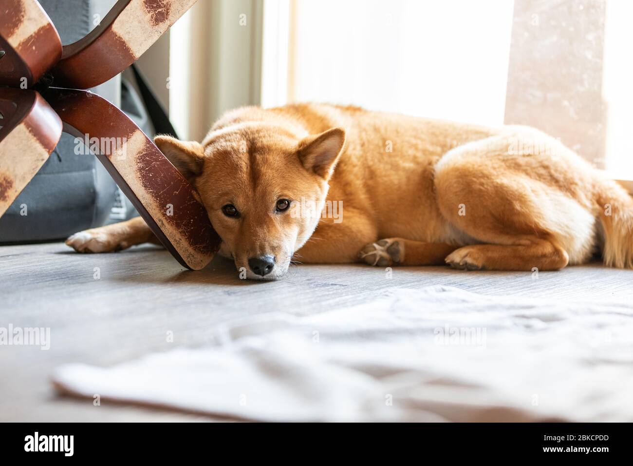 Portrait of a Shiba Inu sleeping in the house, France Stock Photo - Alamy