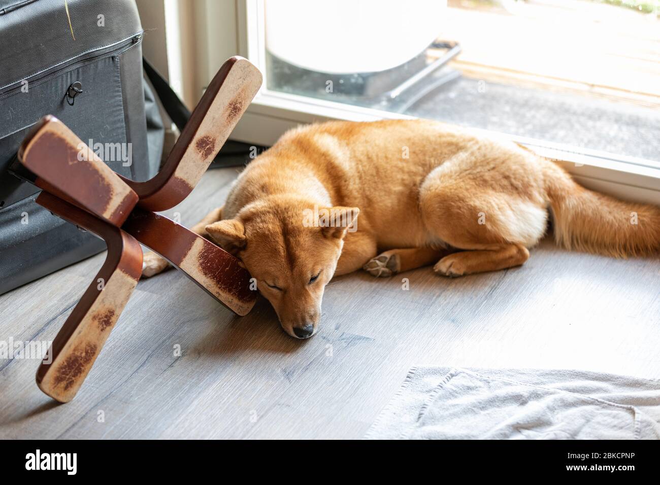 Portrait of a Shiba Inu sleeping in the house, France Stock Photo - Alamy