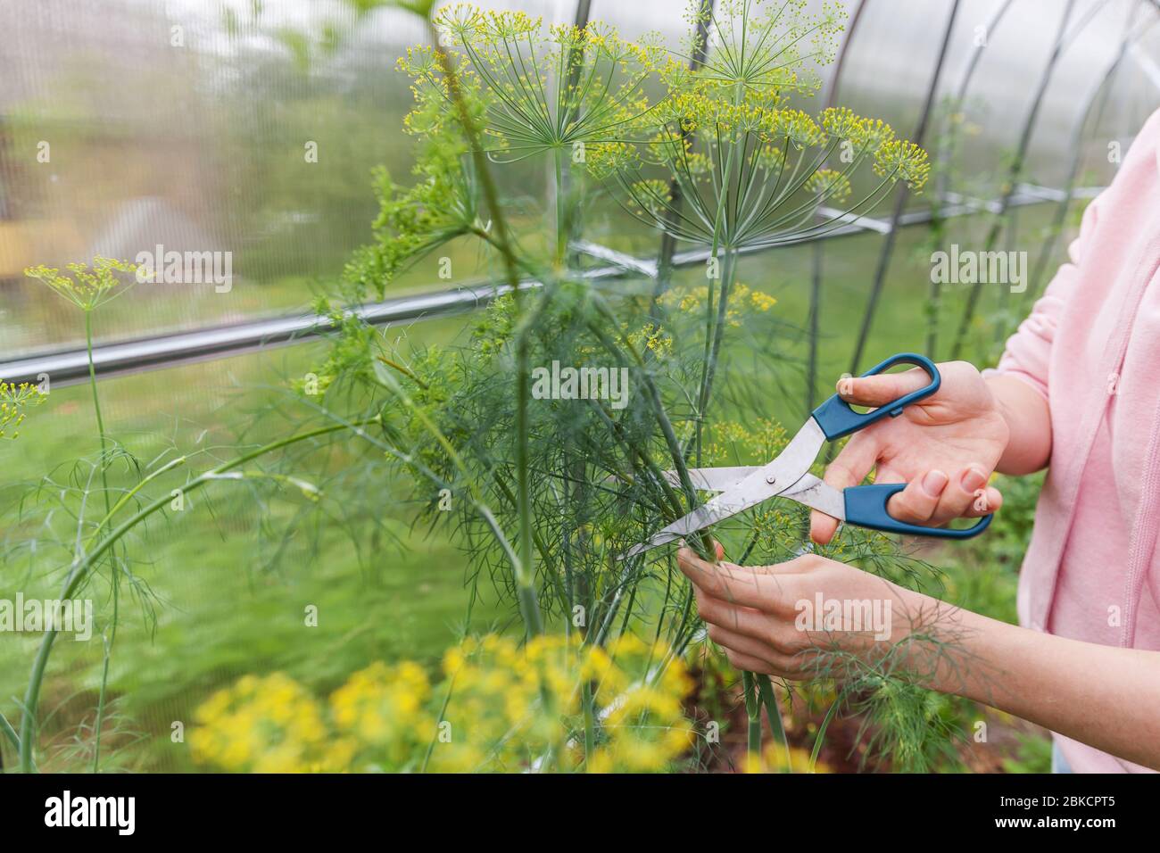 Gardening and agriculture concept. Female farm worker hand harvesting ...