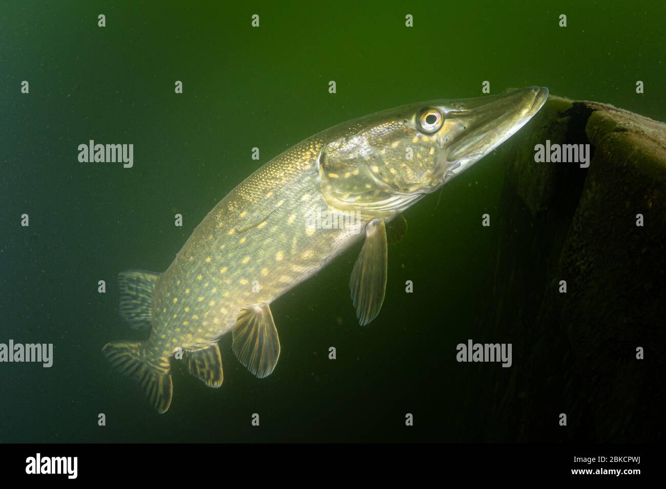 Northern Pike Adult Lone Resting in Spring Face Mouth Snout Stock Photo ...