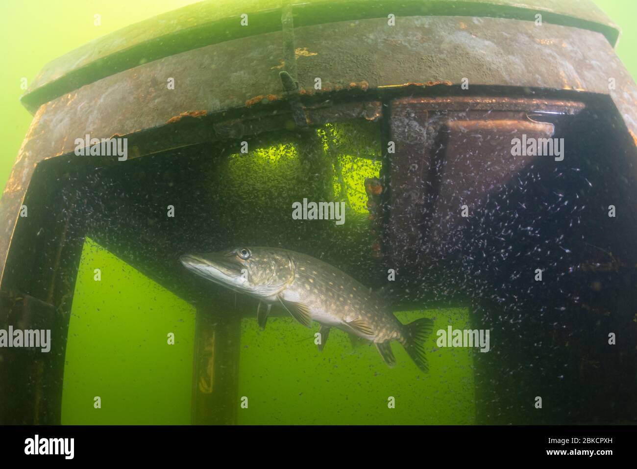 Northern Pike Adult Lone Resting in Spring Face Mouth Snout Stock Photo ...