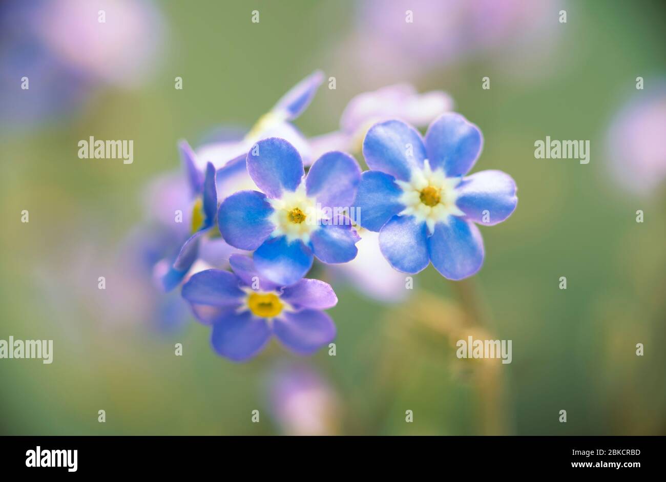 Beautiful blue forget me nots Stock Photo - Alamy